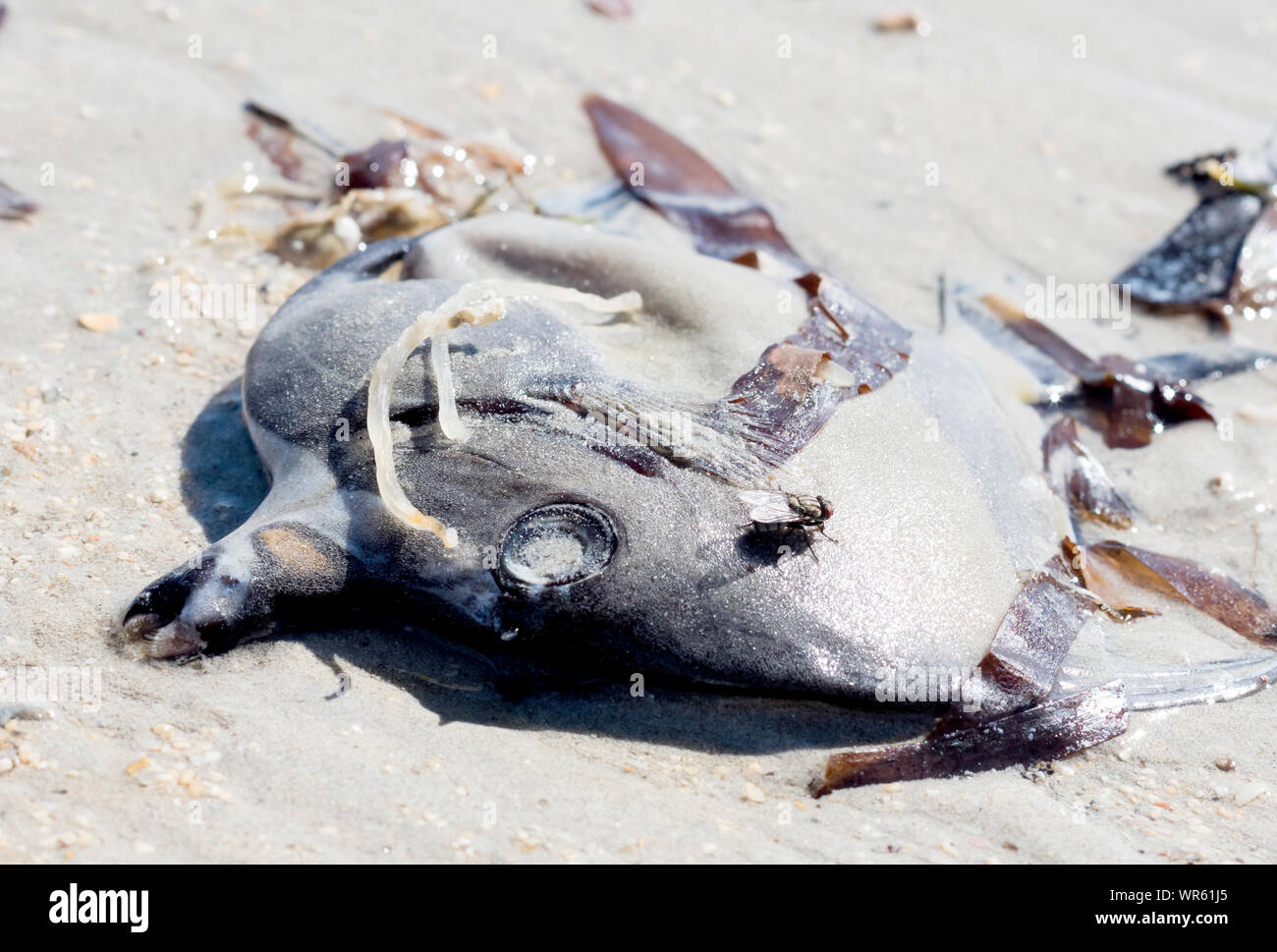Dead tropical fish on a beach in Madagascar Stock Photo - Alamy