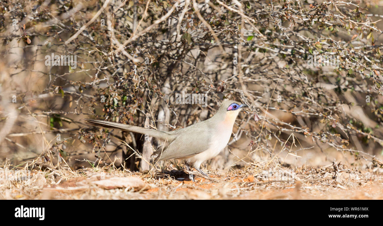 Running coua in the south of Madagascar Stock Photo - Alamy