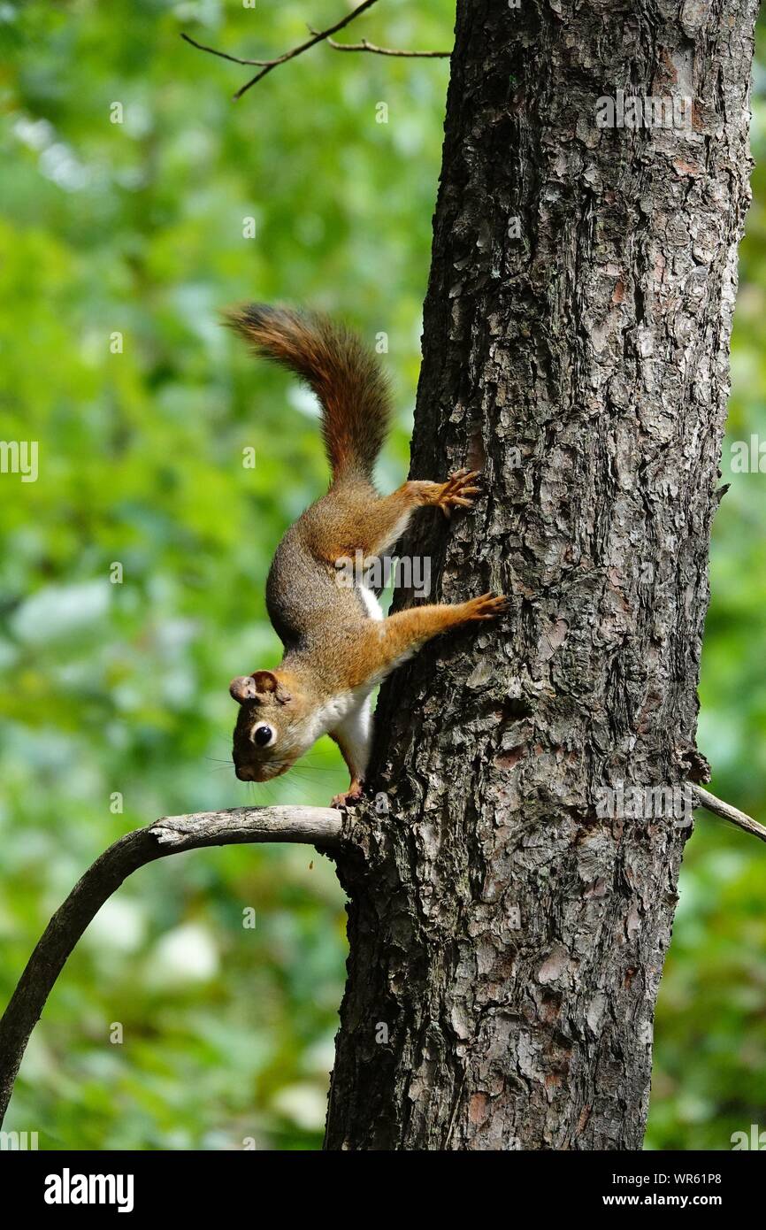 Goofy Squirrel hanging out on a Tree at Devil's Lake Wisconsin Stock ...