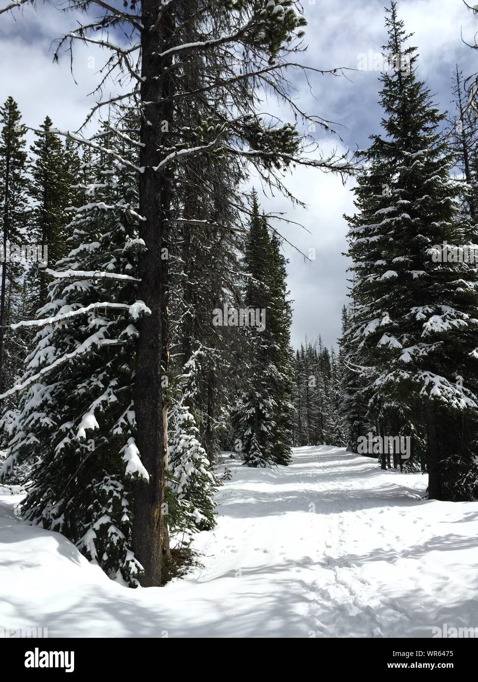 Evergreen trees with snow hi-res stock photography and images - Alamy