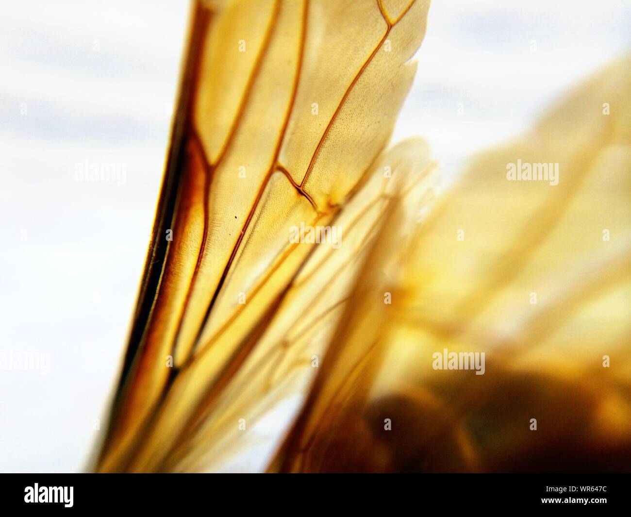 Wings of bee hi-res stock photography and images - Alamy