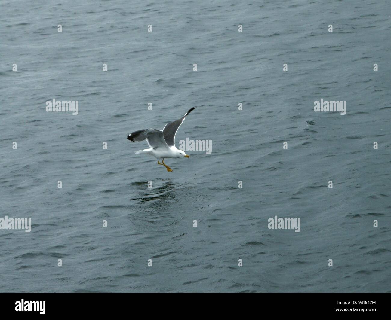 Flying water over seagull flying seagull hi-res stock photography and ...