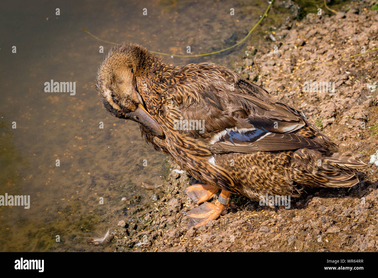 Rouen duck hi-res stock photography and images - Alamy