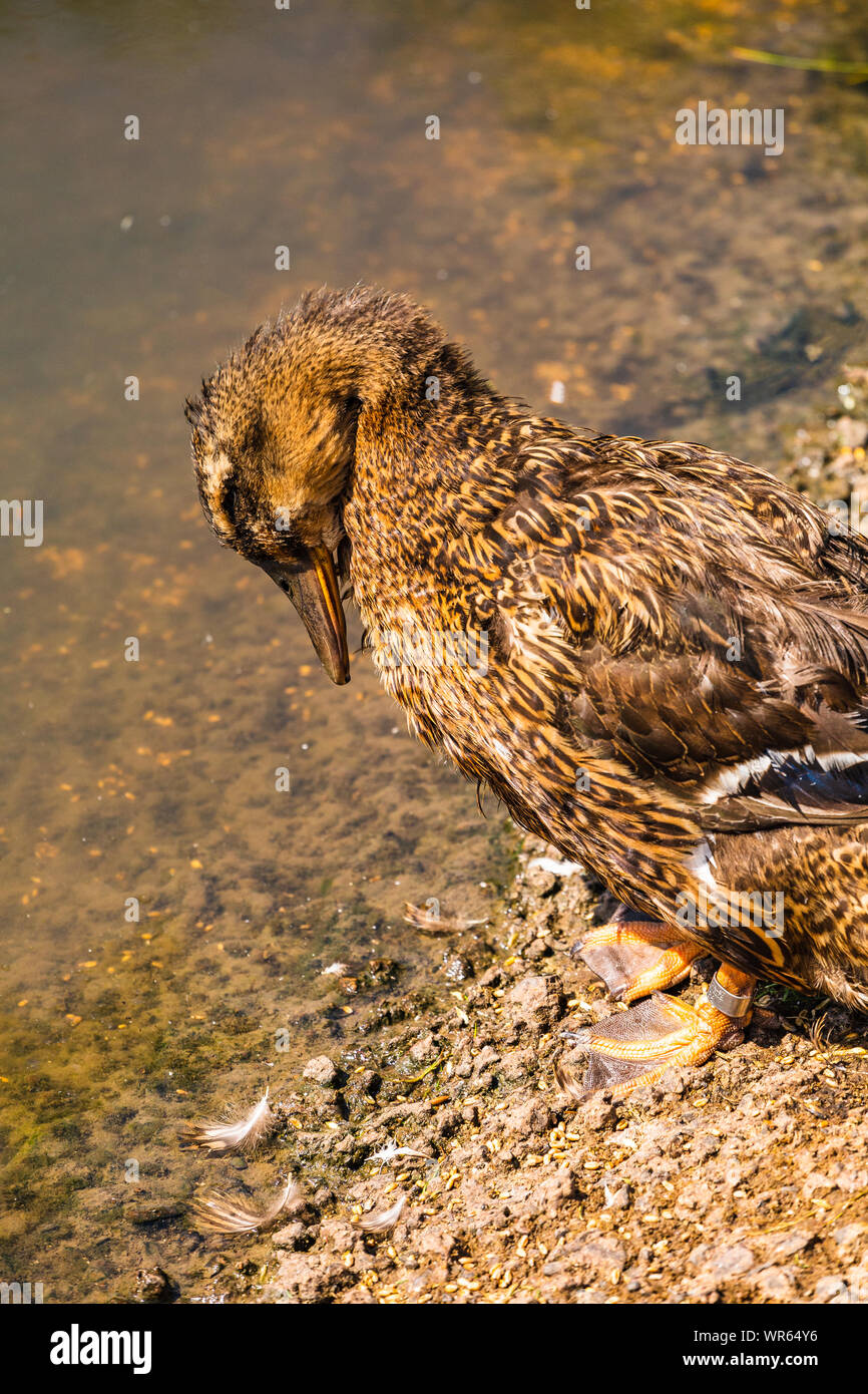Rouen duck hi-res stock photography and images - Alamy