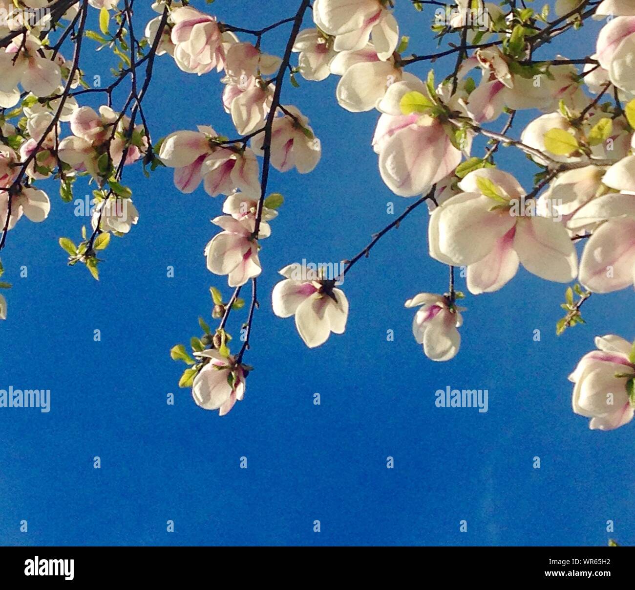 Magnolia Up Close High Resolution Stock Photography and Images - Alamy