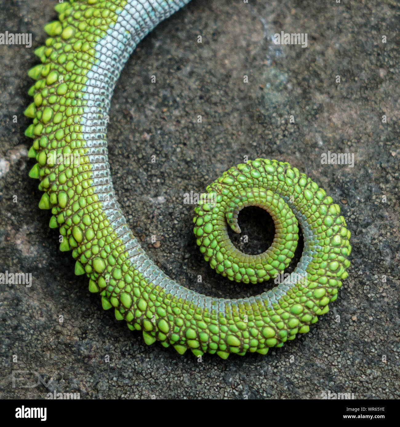 Chameleon Tail Close Up High Resolution Stock Photography and Images ...