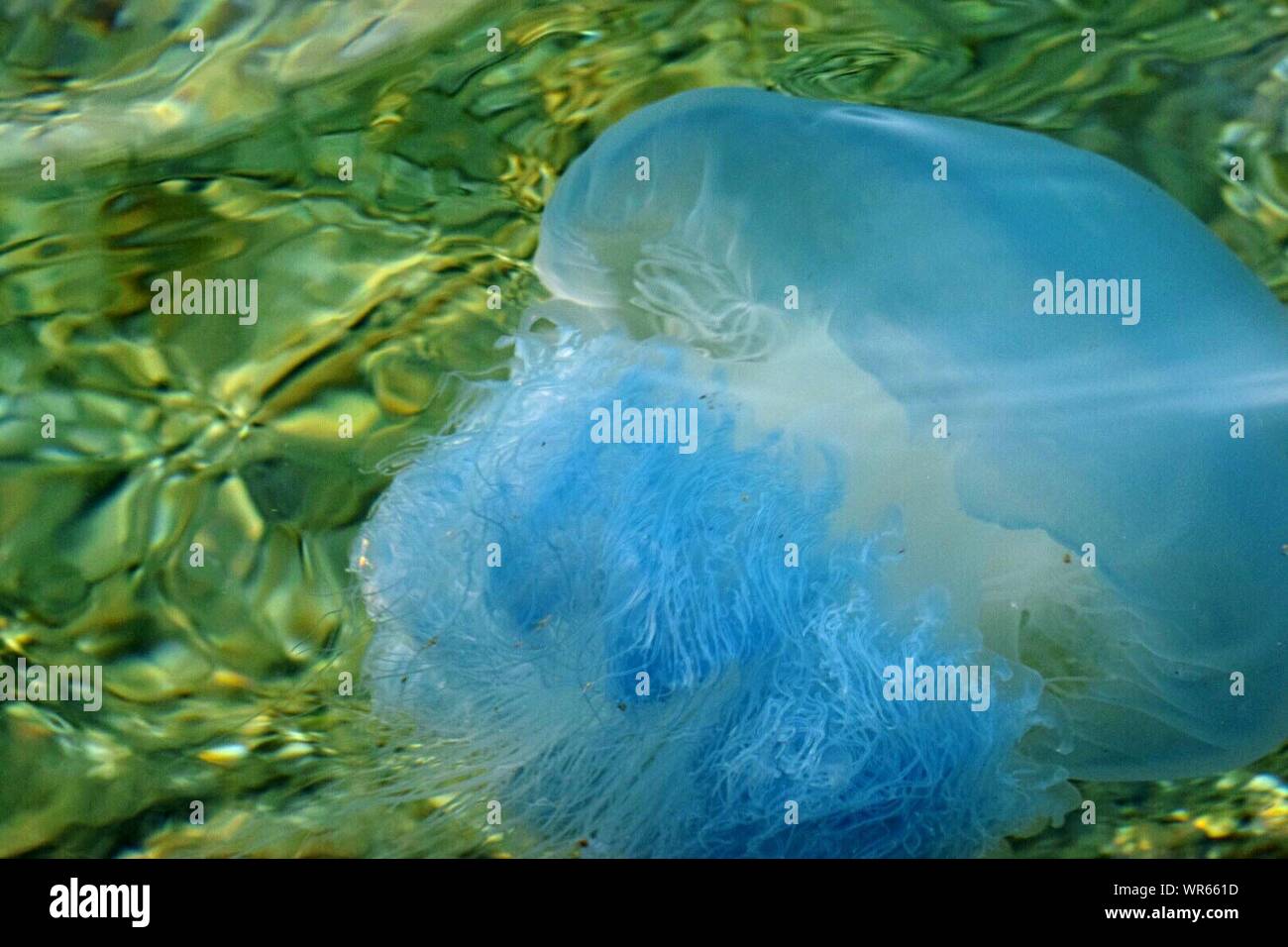 Clear jellyfish hi-res stock photography and images - Alamy