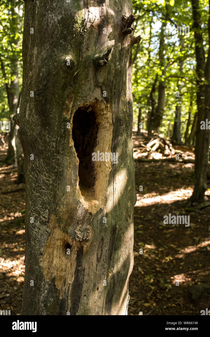 Woodpecker tree hole hi-res stock photography and images - Alamy