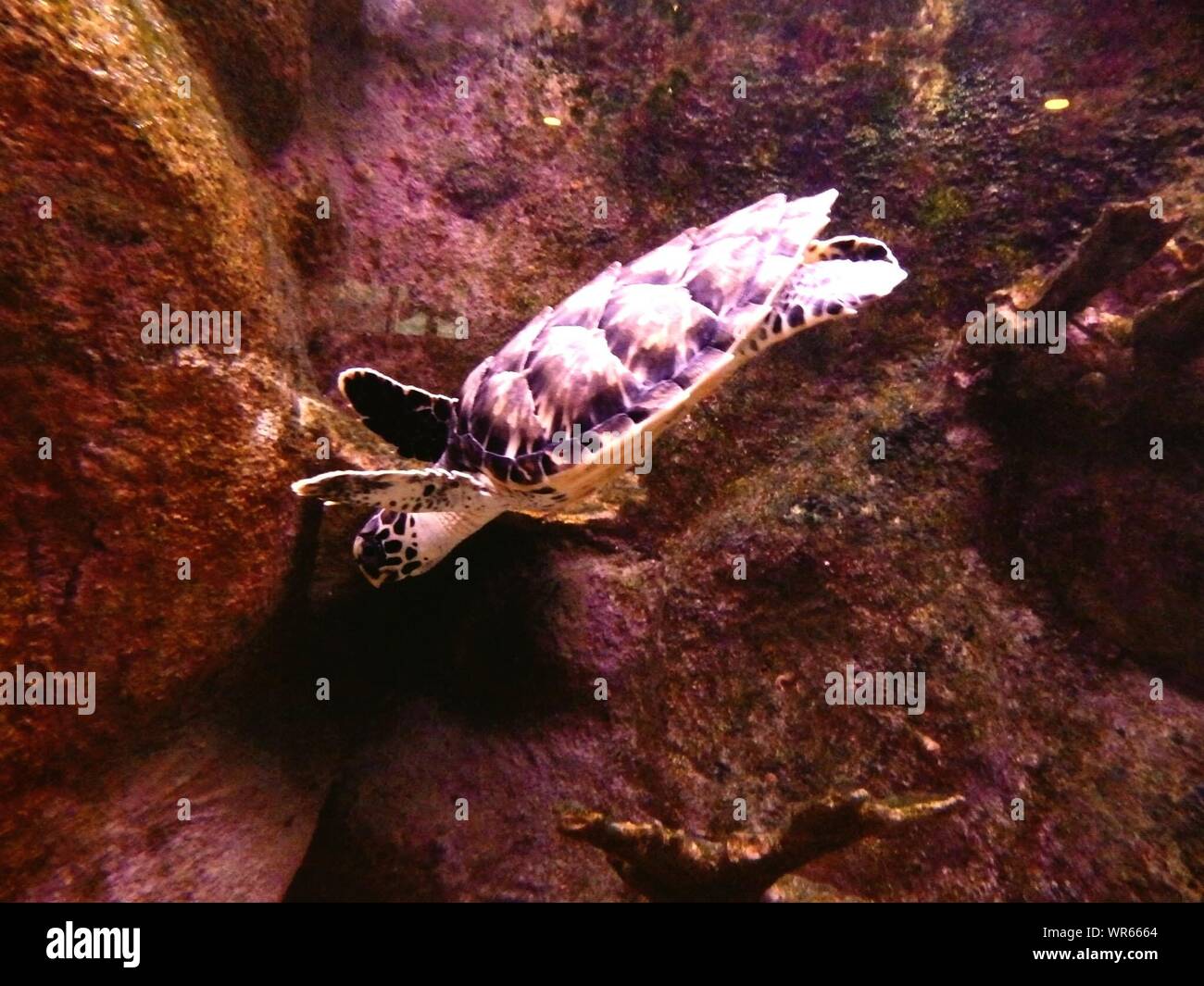 Turtle rocks hi-res stock photography and images - Alamy