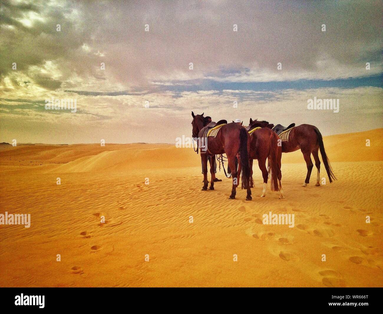 Horses in desert hi-res stock photography and images - Alamy