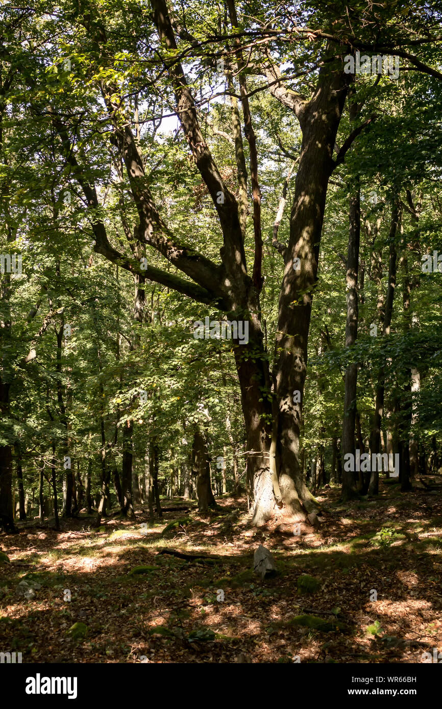 Karpaty hi-res stock photography and images - Alamy