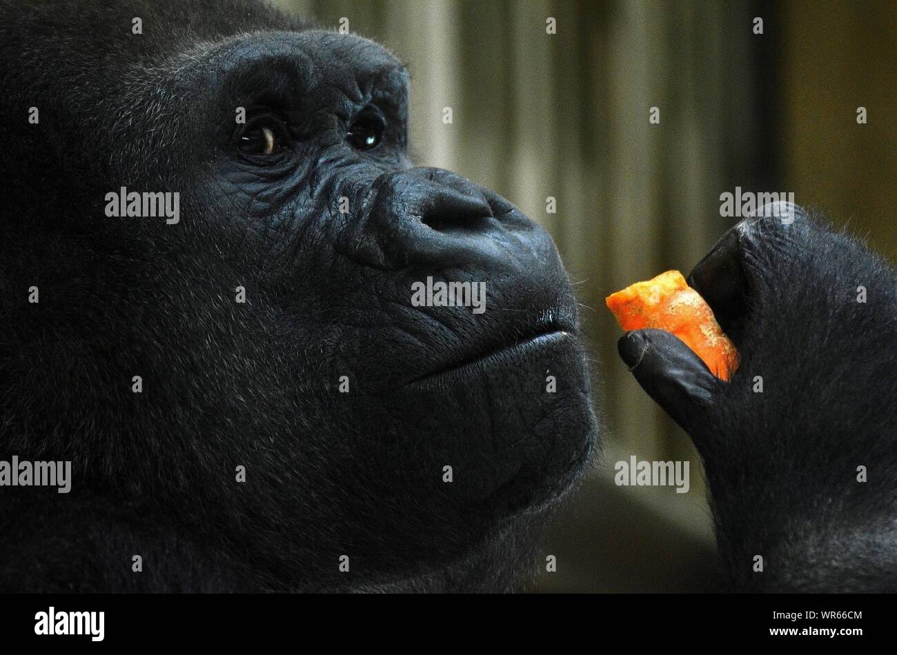 Gorilla holding food hi-res stock photography and images - Alamy