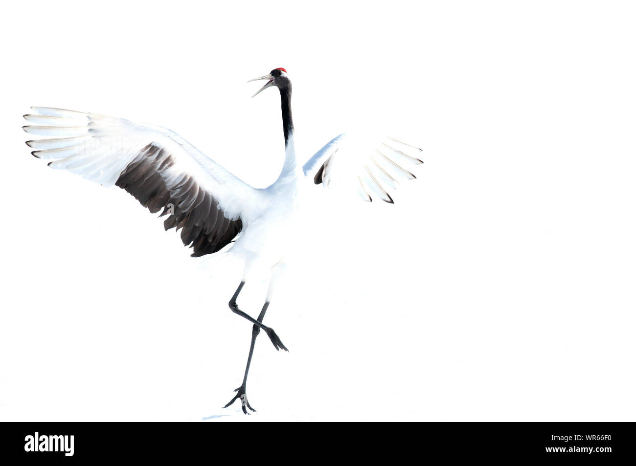 Japanese crane, Red-crowned crane (Grus japonensis) dancing, Japan ...