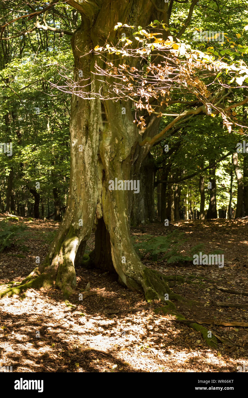 Karpaty hi-res stock photography and images - Alamy