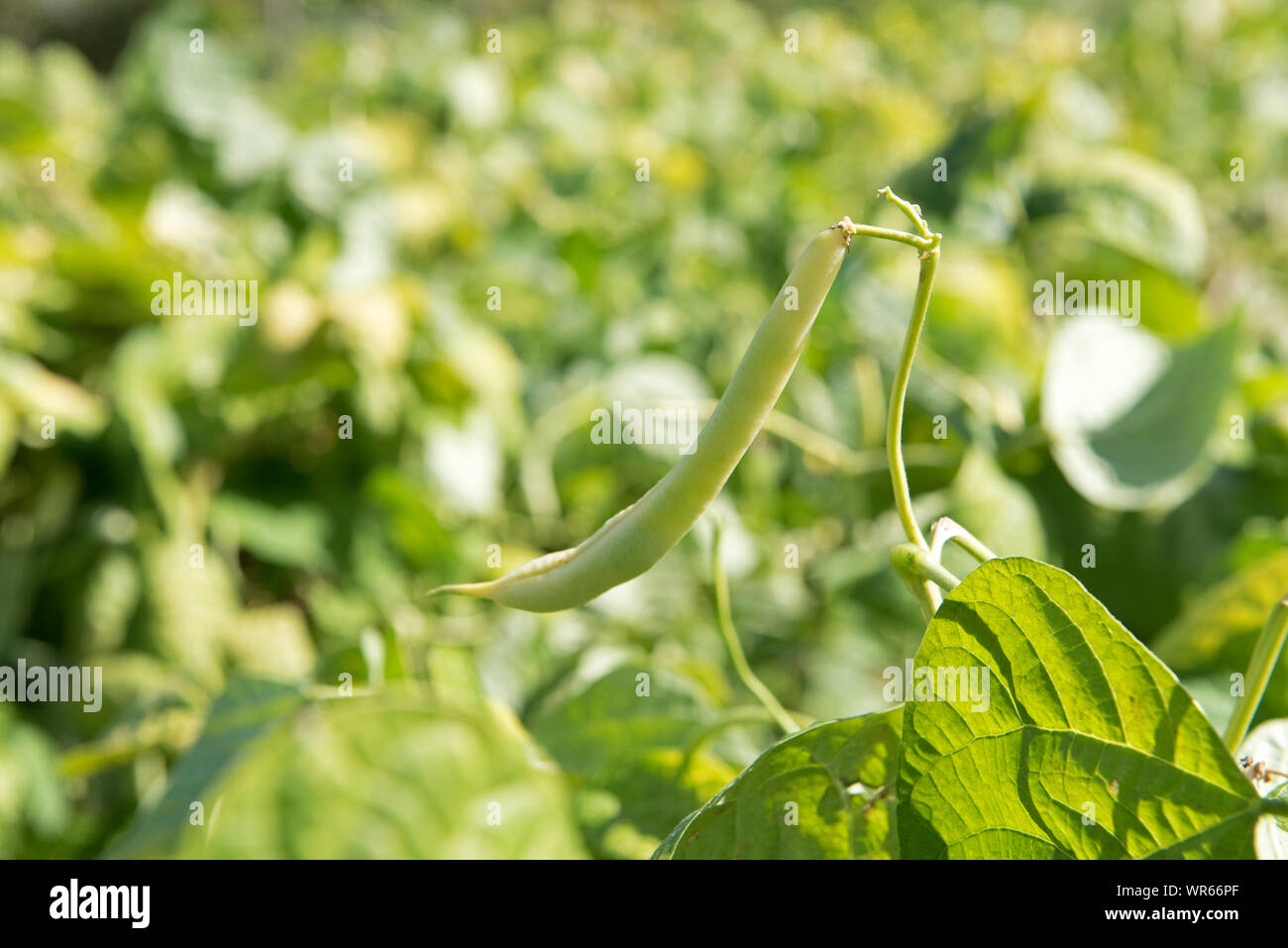 Common bean hi-res stock photography and images - Alamy