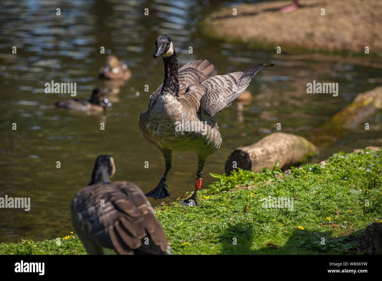 Canada Geese at Slimbridge Stock Photo - Alamy