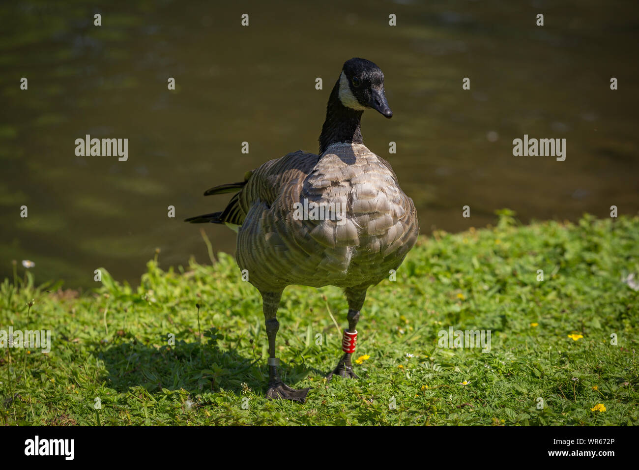 Canada goose feathers hi-res stock photography and images - Alamy