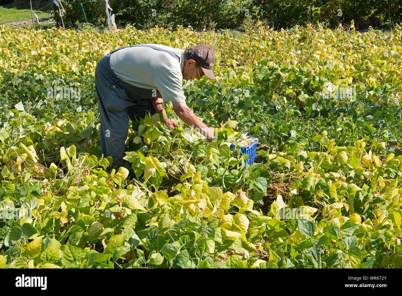 Old man picking common bean (Phaseolus vulgaris), France Stock Photo ...