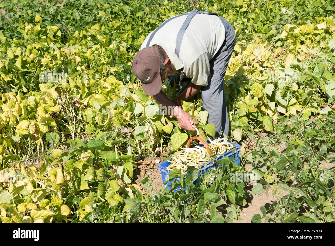 Old man picking common bean (Phaseolus vulgaris), France Stock Photo ...