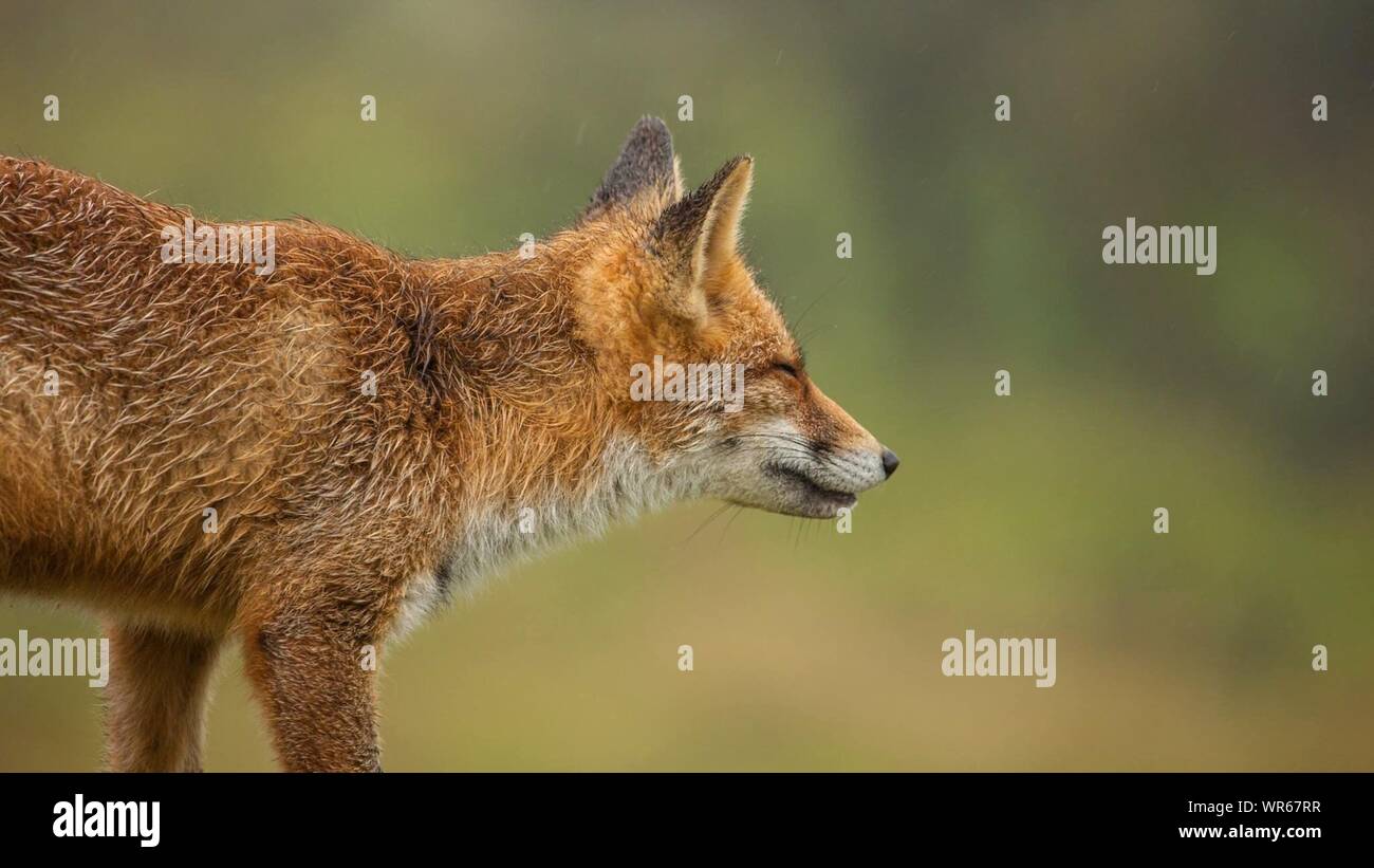 Red fox side view hi-res stock photography and images - Alamy