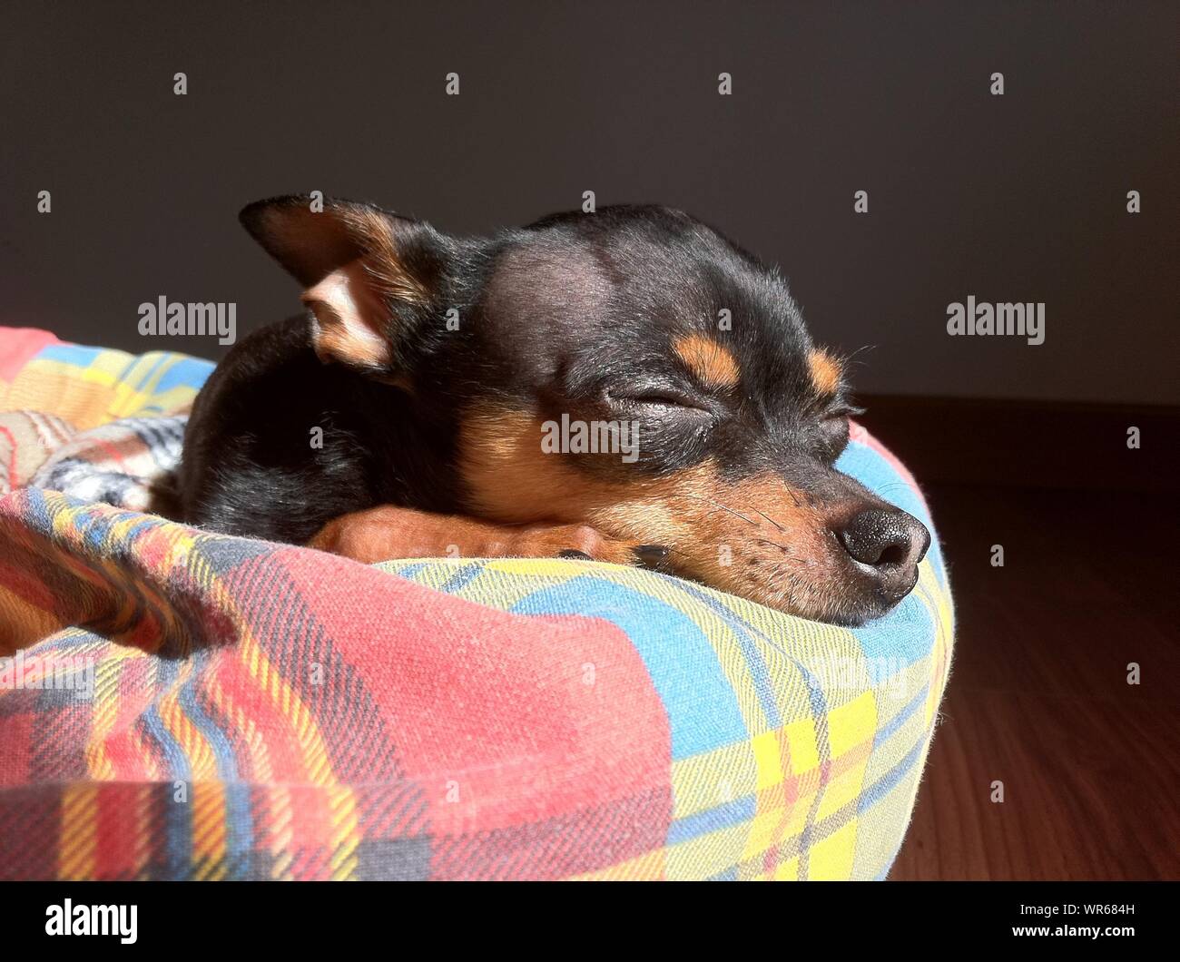 Prazsky Krysarik High Resolution Stock Photography and Images - Alamy