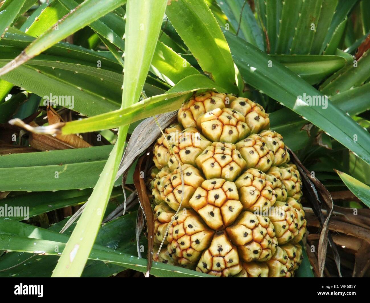 Pandanus Leaf Stock Photos & Pandanus Leaf Stock Images - Alamy