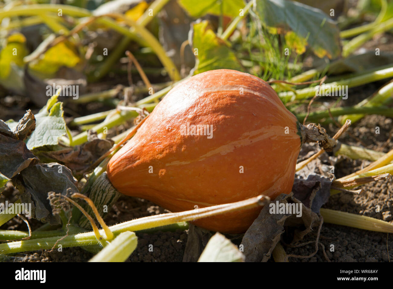 Red kumi squash in garden (Curcubita maxima), France Stock Photo - Alamy
