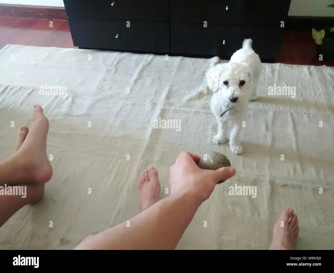 Dog two people hi-res stock photography and images - Alamy