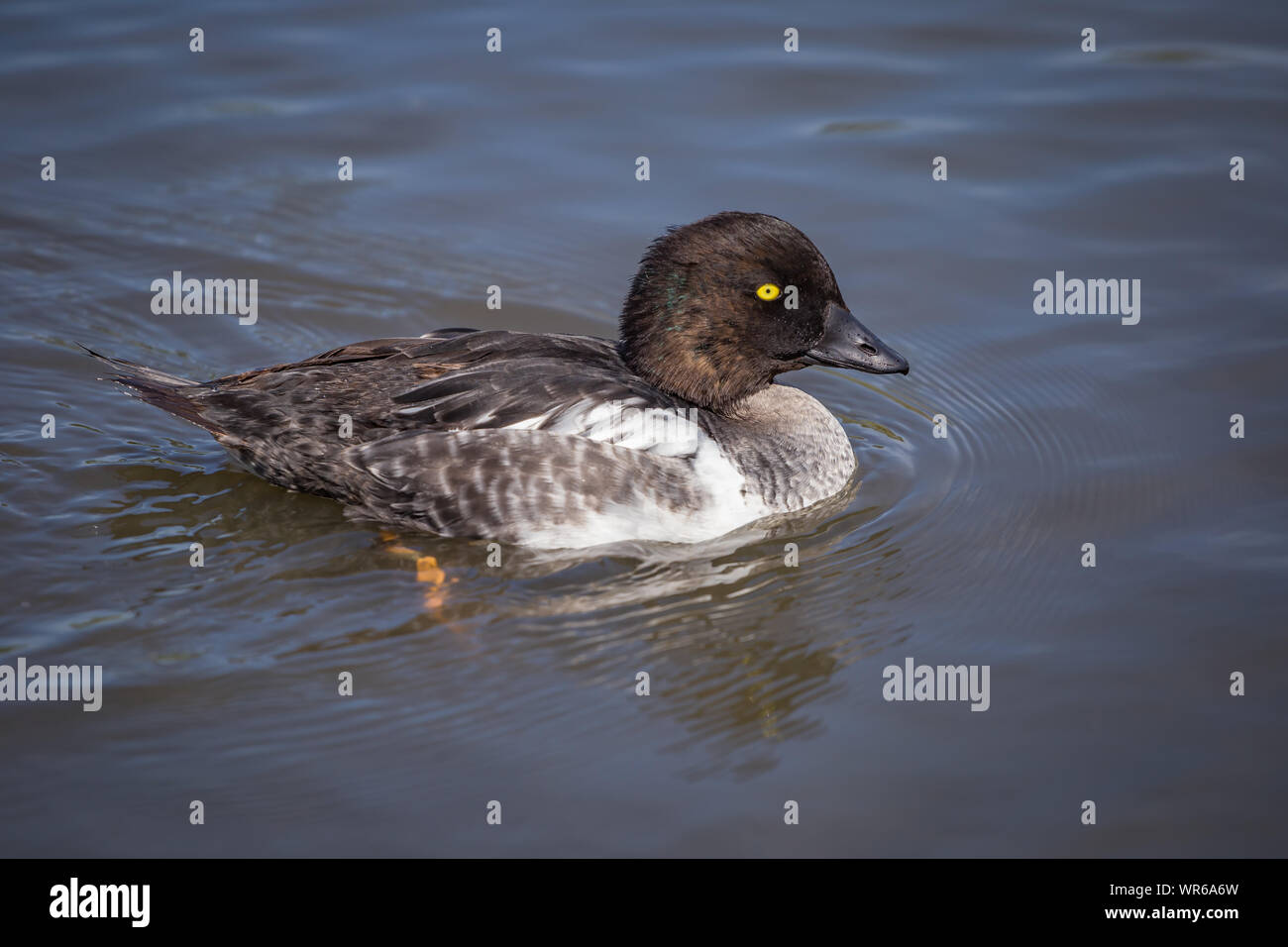 Barrow's Goldeneye at Slimbridge Stock Photo - Alamy