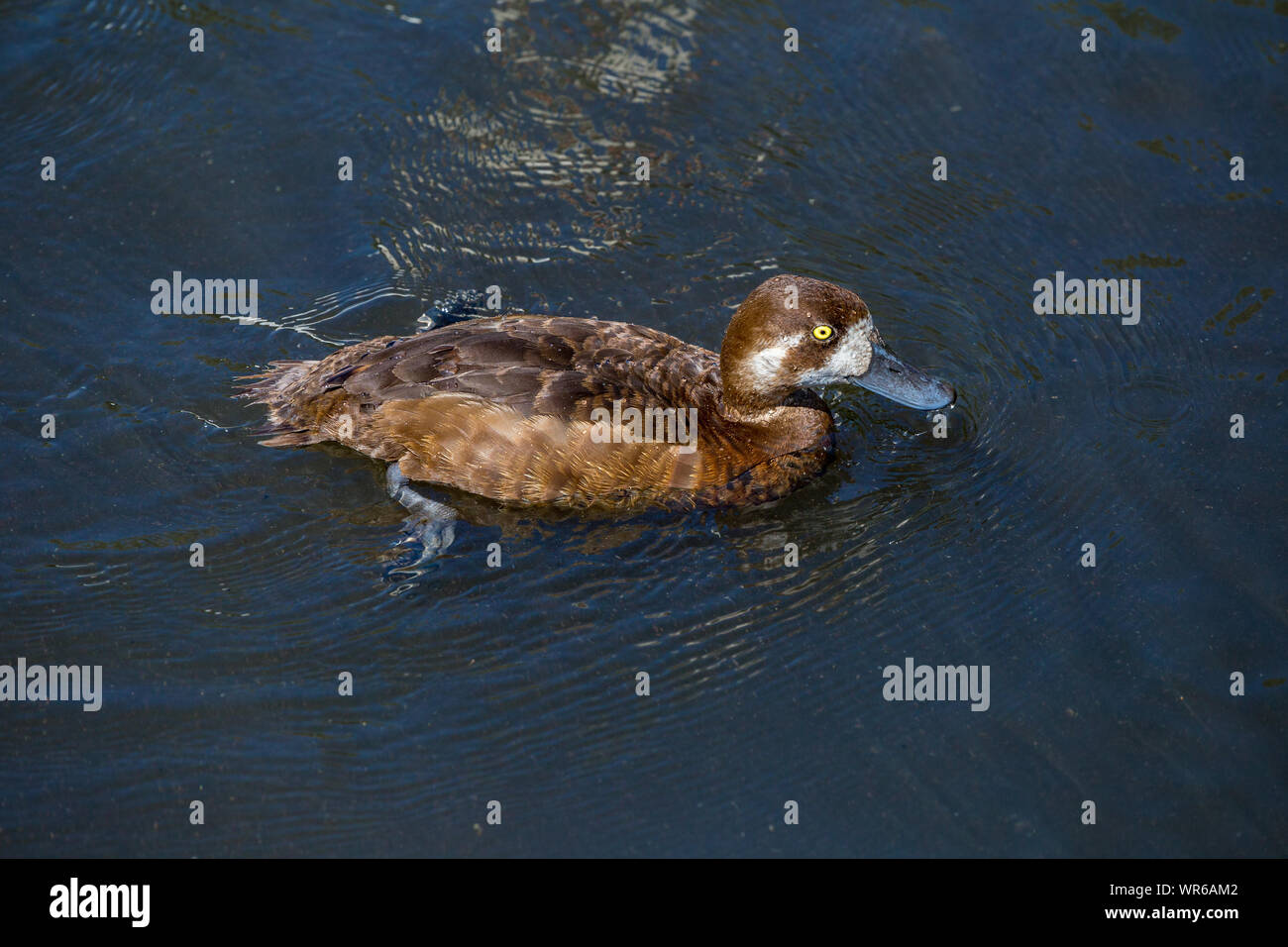 Wildfowl at Slimbridge Stock Photo - Alamy