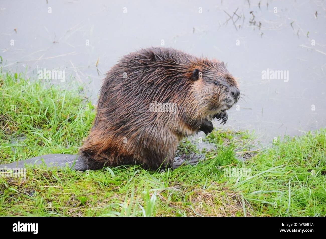 Wet beaver hi-res stock photography and images - Alamy