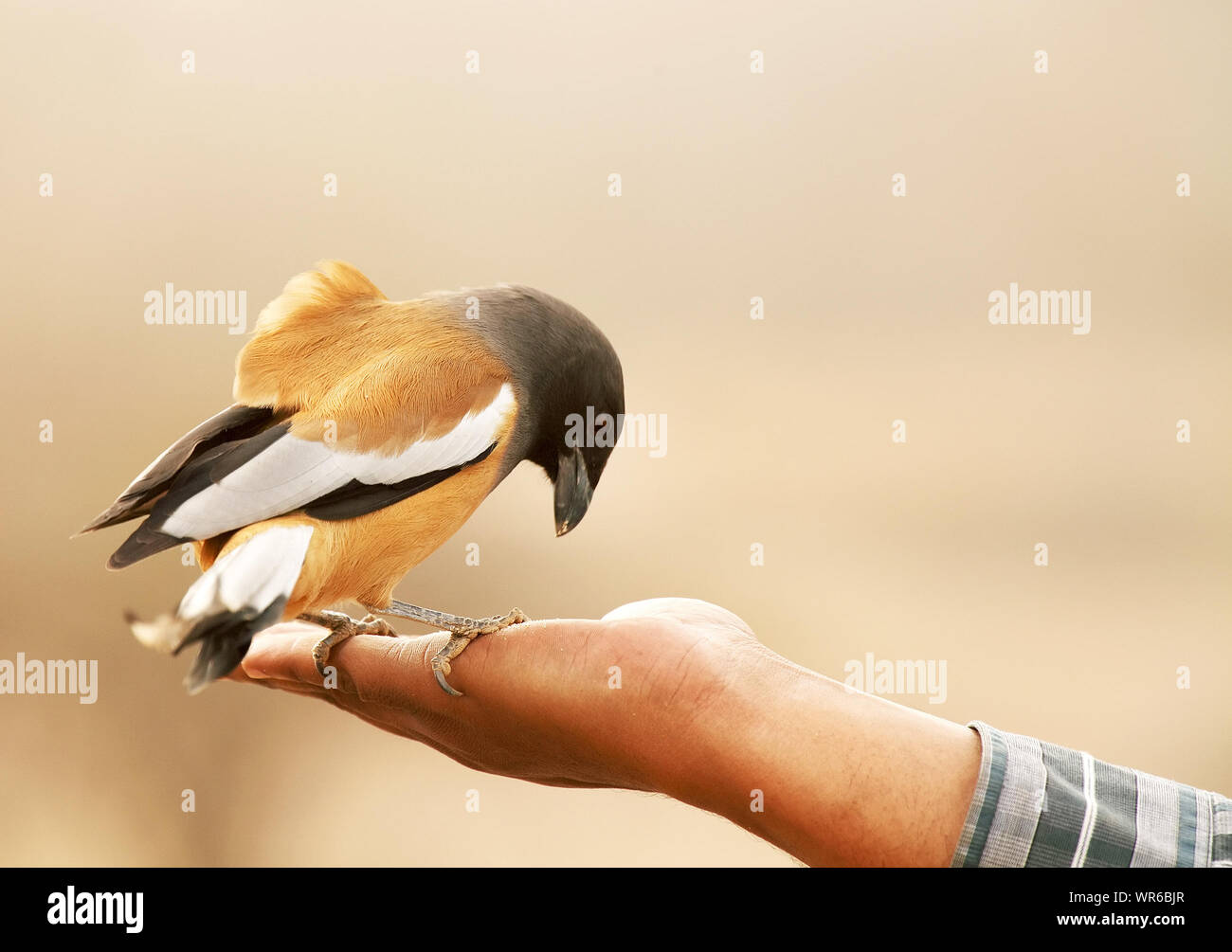 Indian zoology hi-res stock photography and images - Alamy