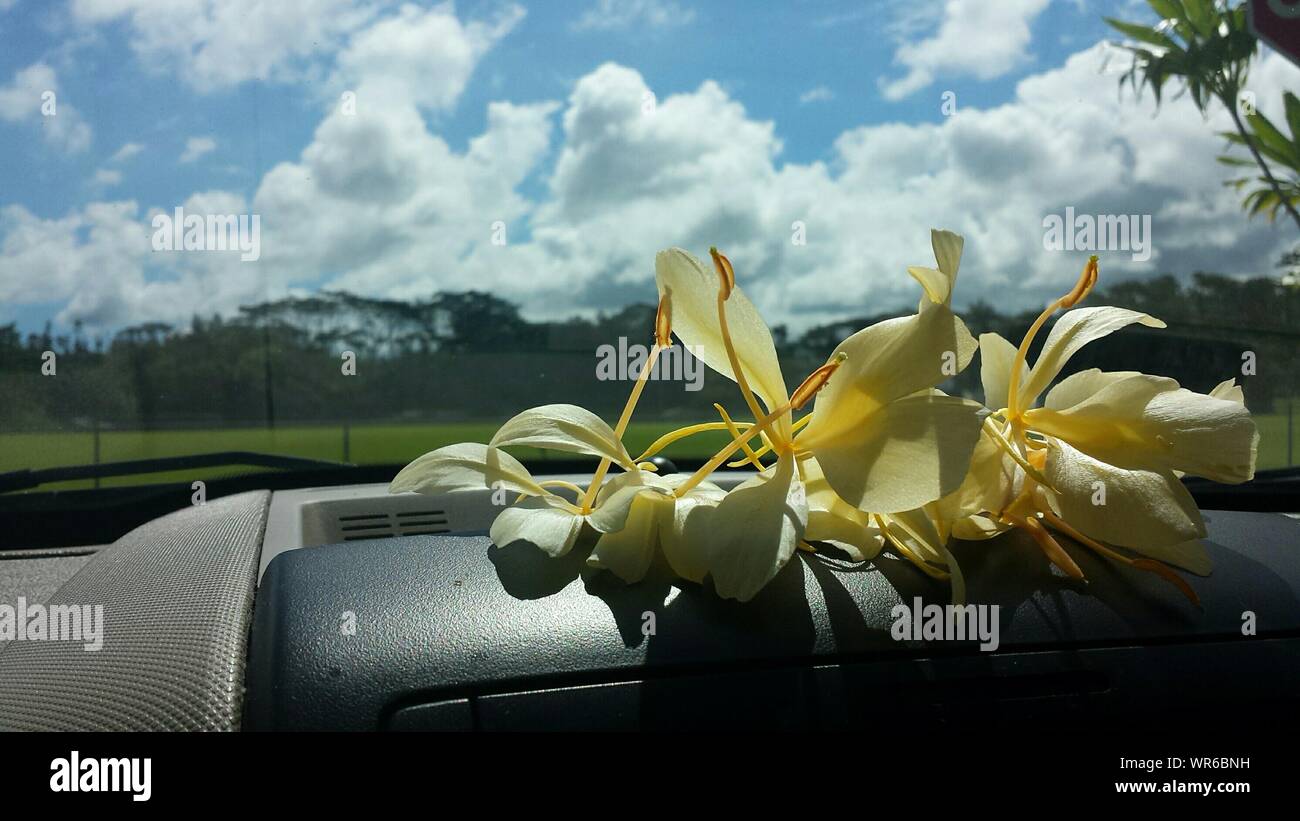 Windshield car flowers hi-res stock photography and images - Alamy