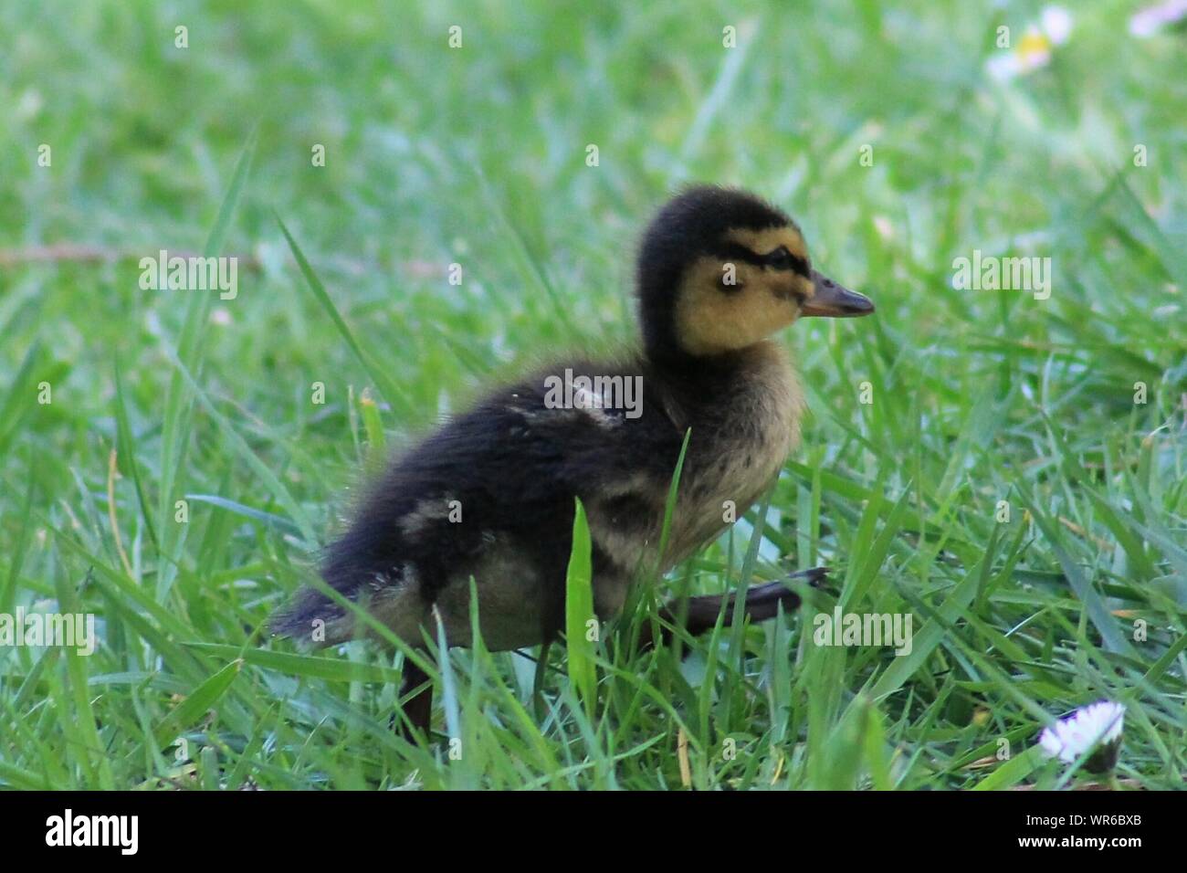 Walking baby duck hi-res stock photography and images - Alamy