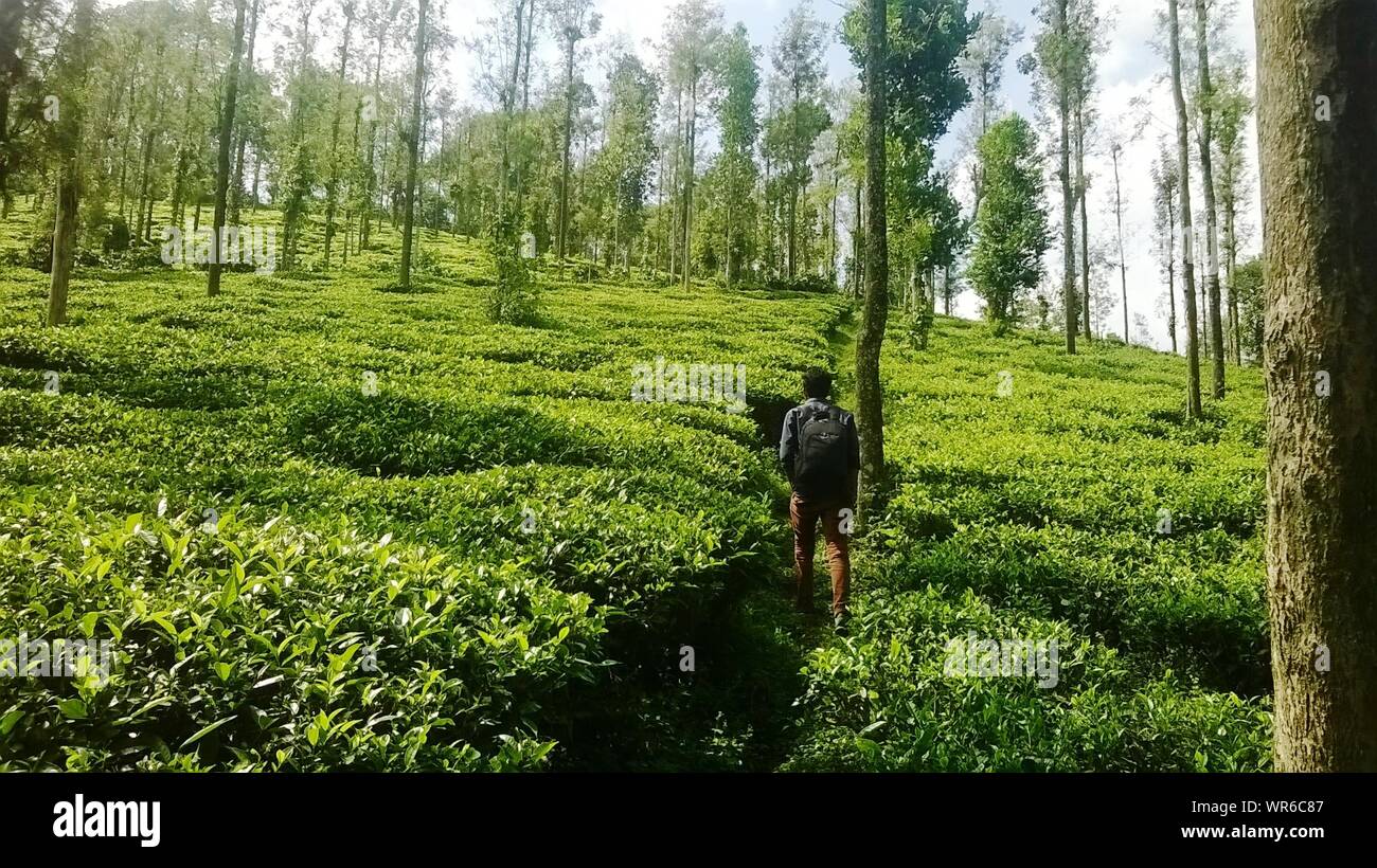 Walking with tea hi-res stock photography and images - Alamy