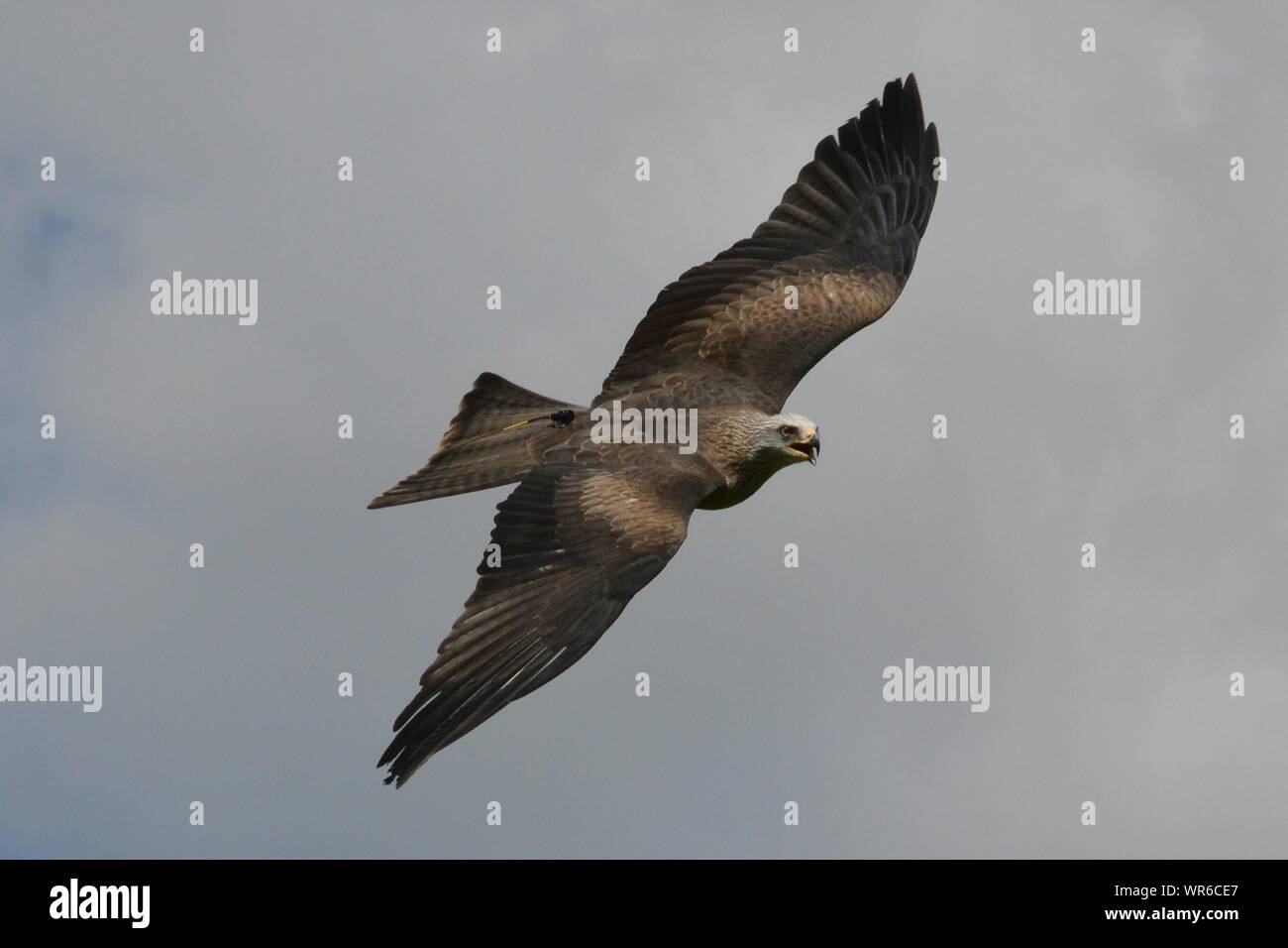 Black kite bird hi-res stock photography and images - Alamy