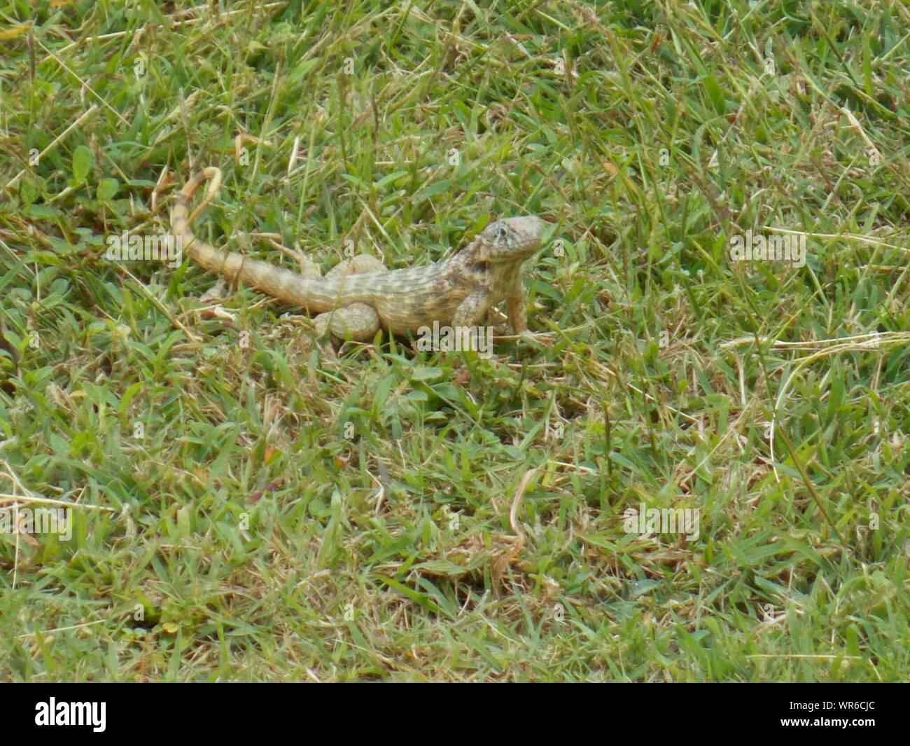 Lizard grass hi-res stock photography and images - Alamy