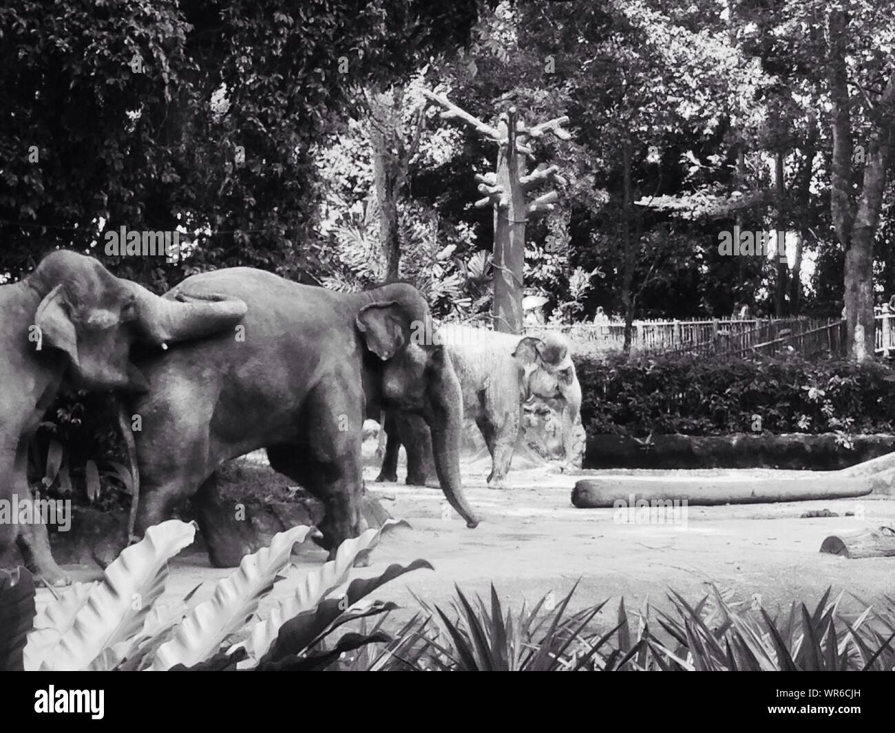 Elephants in singapore zoo High Resolution Stock Photography and Images ...