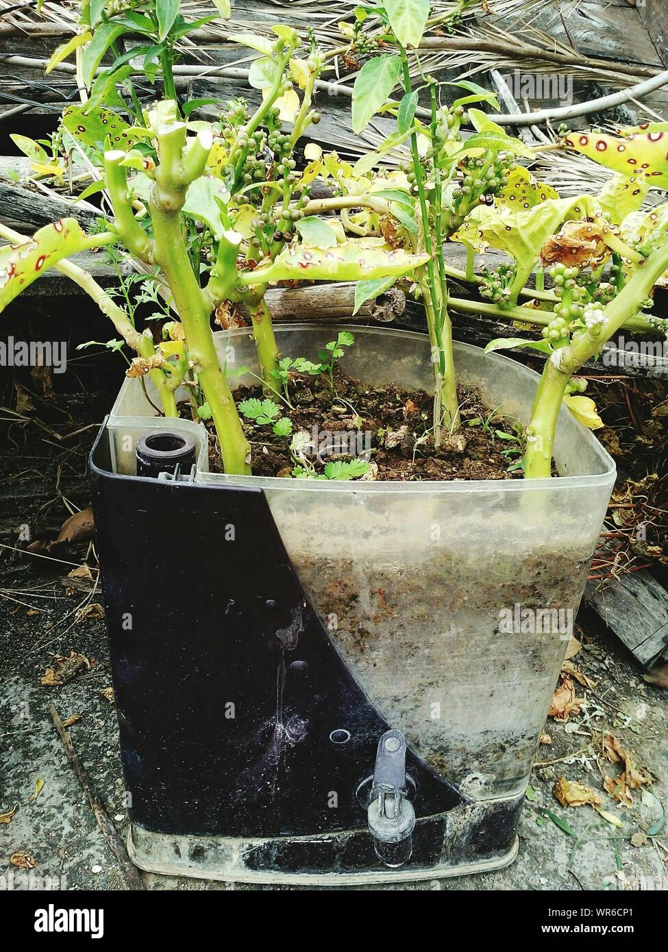 Plastic plant container hi-res stock photography and images - Alamy