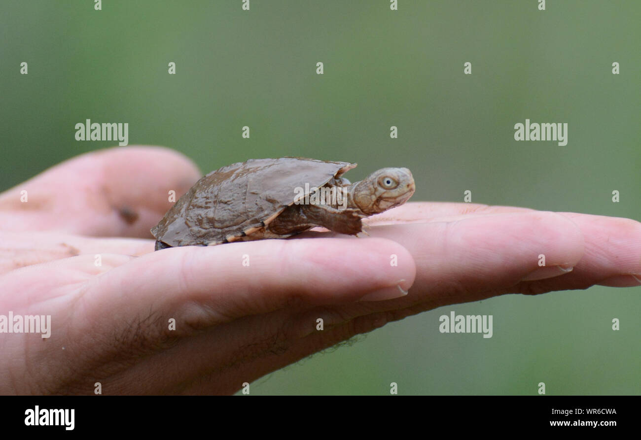 Person Holding Turtle High Resolution Stock Photography and Images - Alamy