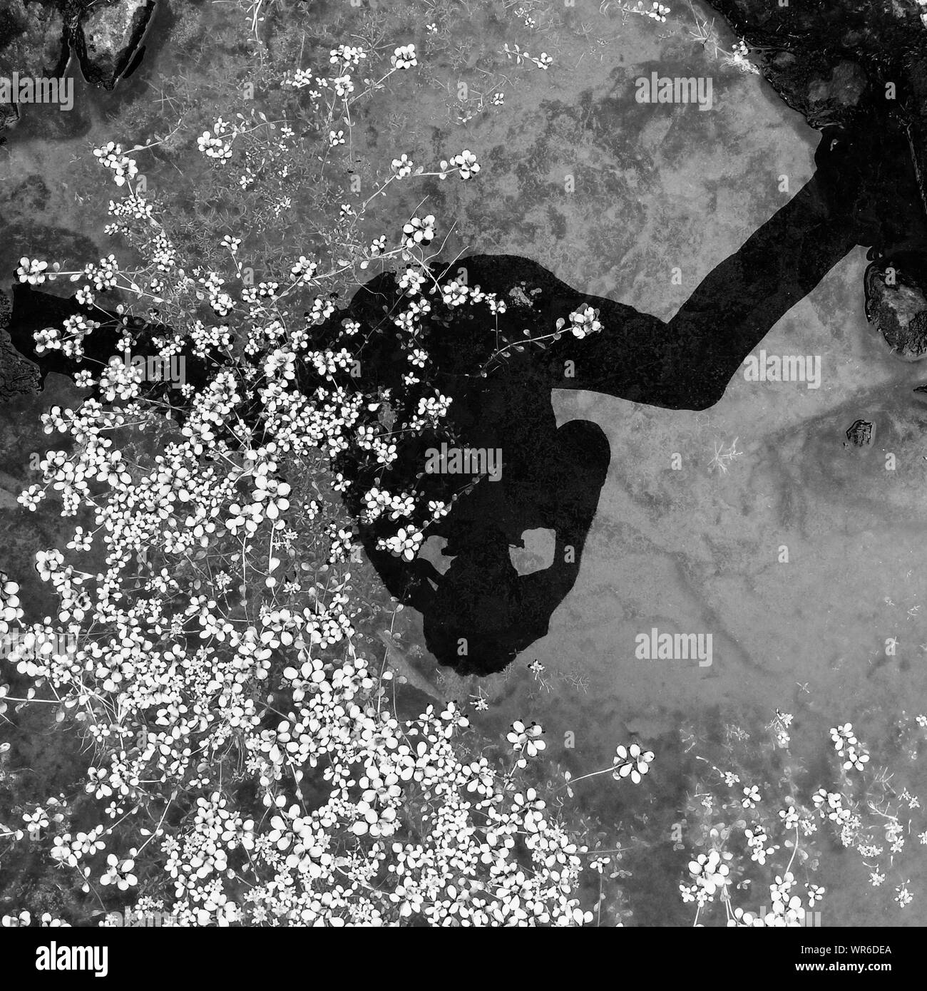 Puddle focus on shadow hi-res stock photography and images - Alamy