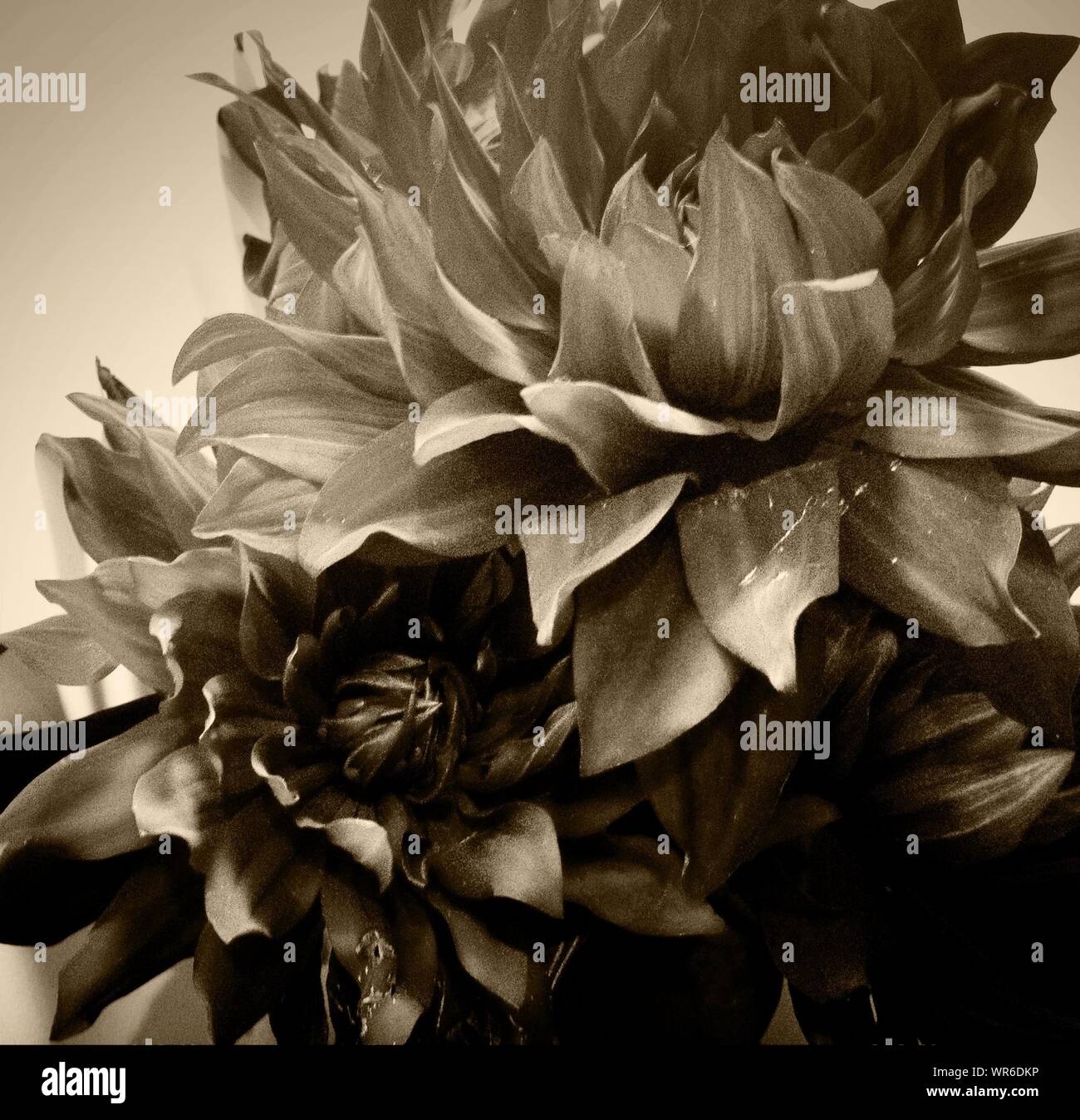 Plain flowers hi-res stock photography and images - Alamy