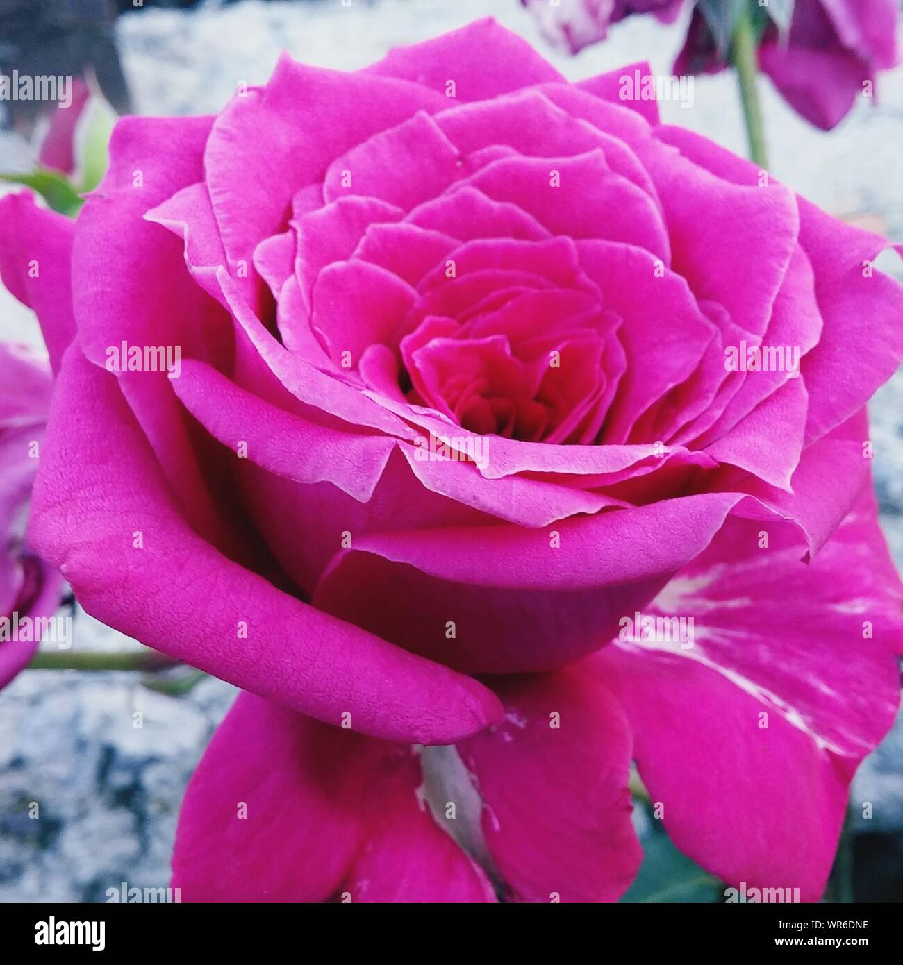 Rose flower field hi-res stock photography and images - Alamy