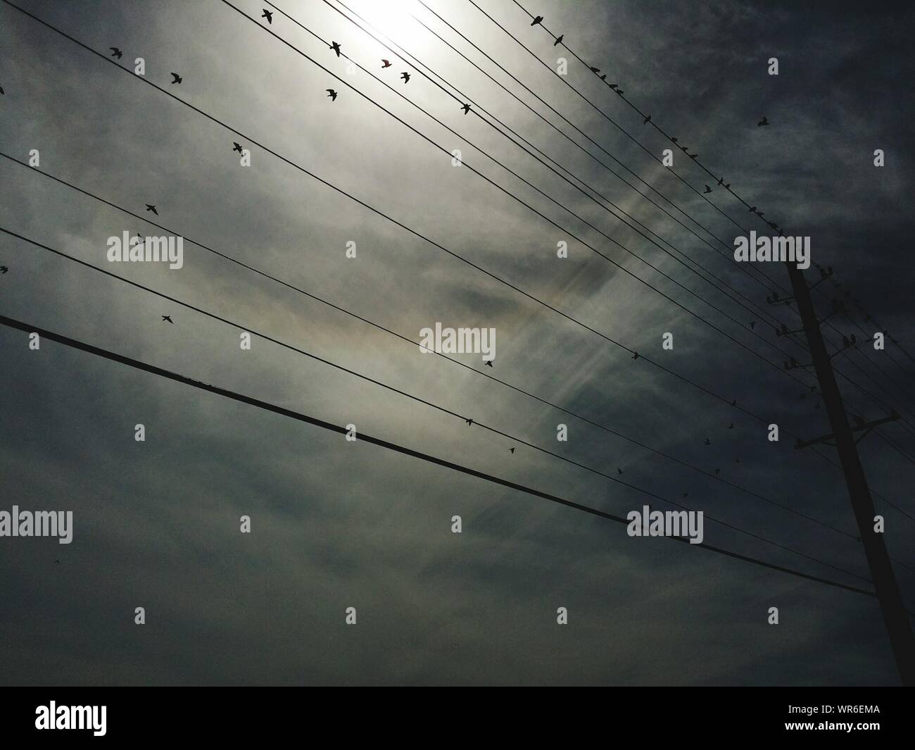 Power lines birds hi-res stock photography and images - Alamy