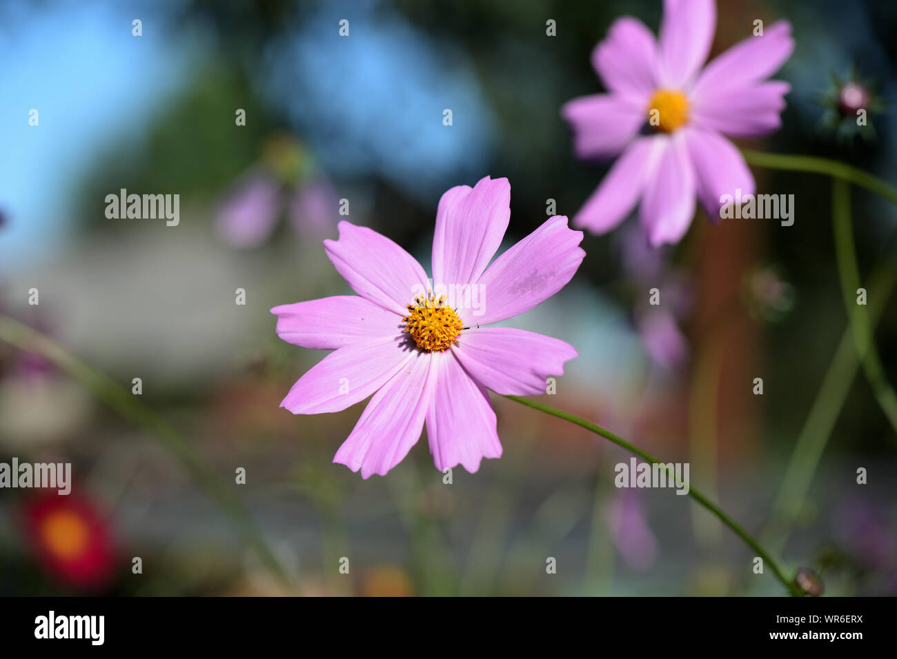 Beautiful cosmos flowers in the summer garden, lit by the bright sun ...