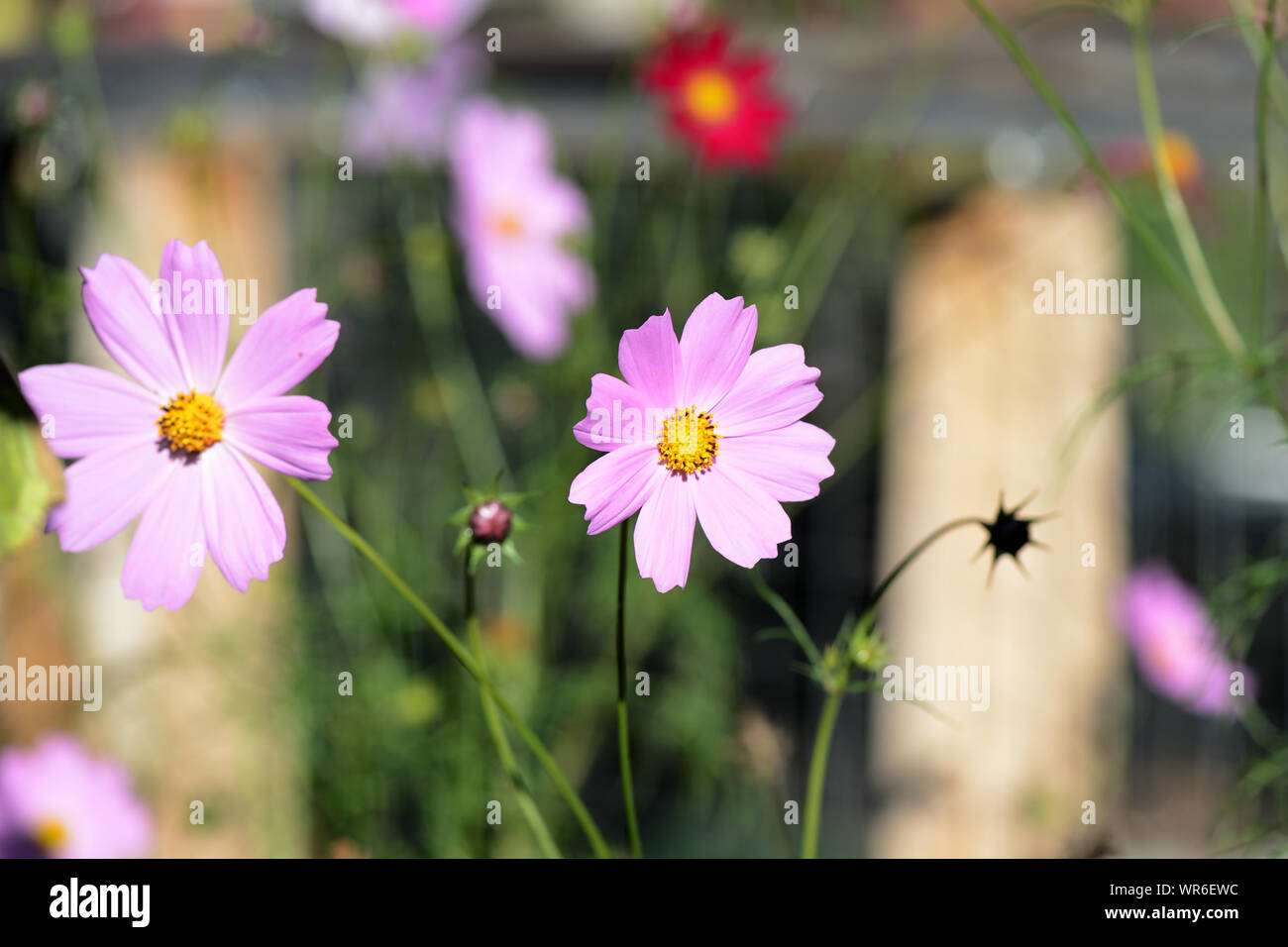 Beautiful cosmos flowers in the summer garden, lit by the bright sun ...