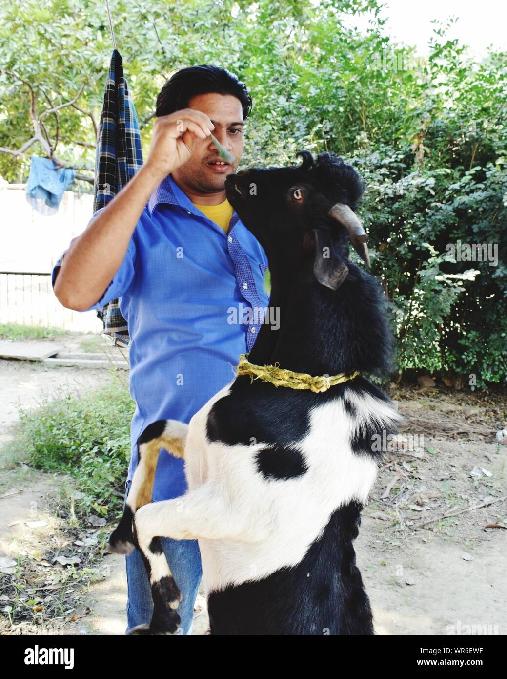Man with goat hi-res stock photography and images - Alamy