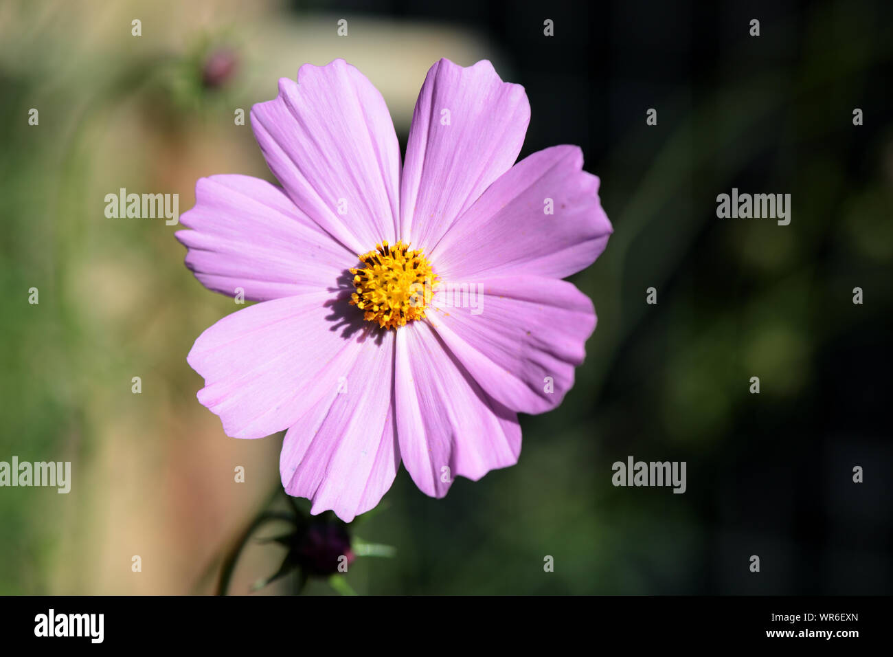 Beautiful cosmos flower in the summer garden, lit by the bright sun ...