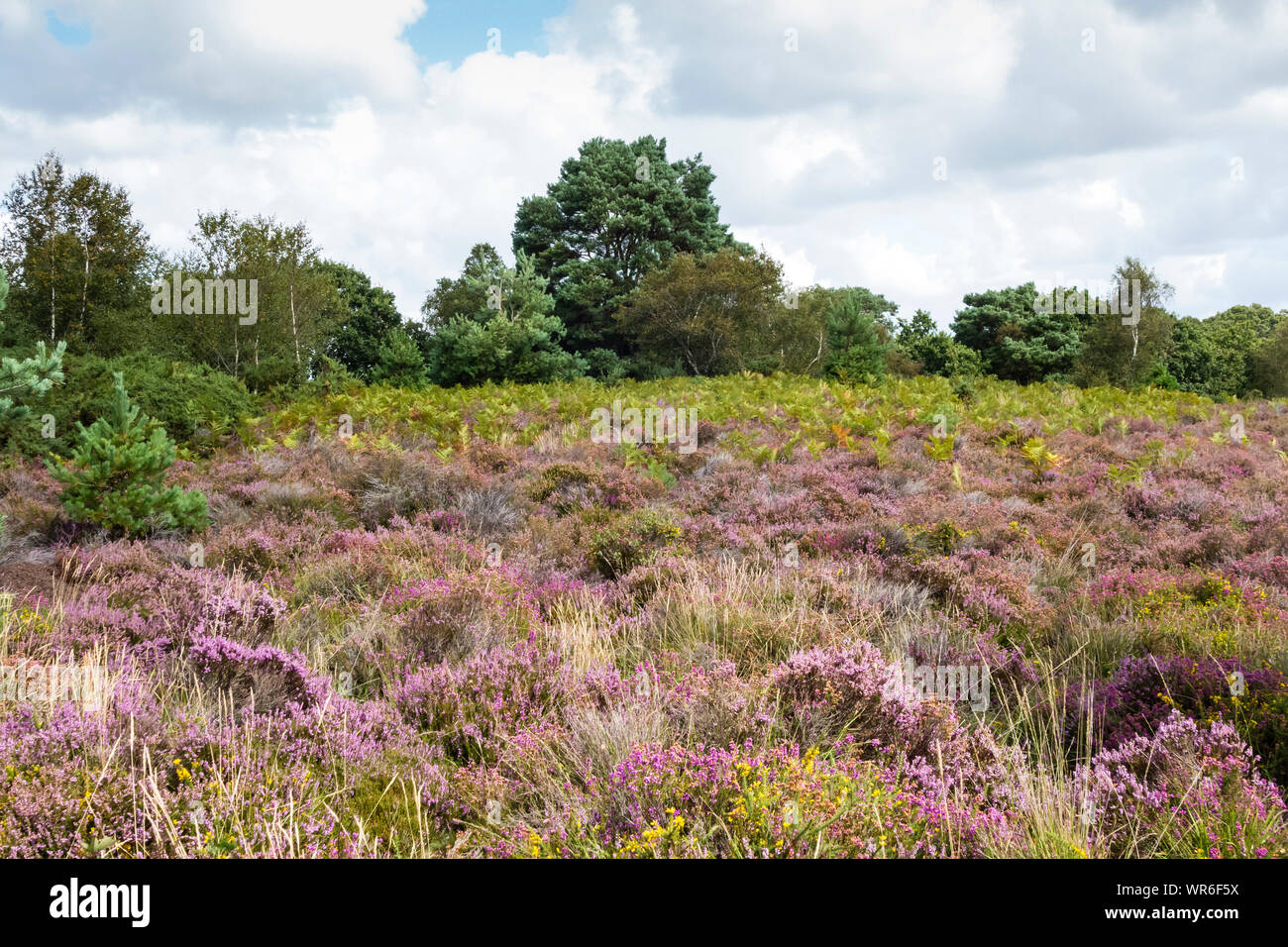 Heather in bloom at Morden Bog National Nature Reserve, Wareham Forest ...