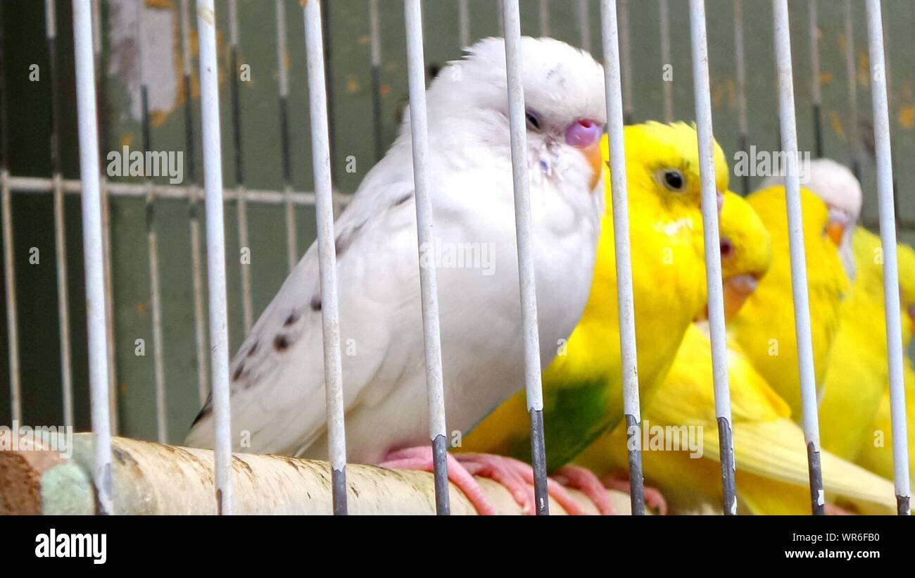 Five parrots hi-res stock photography and images - Alamy